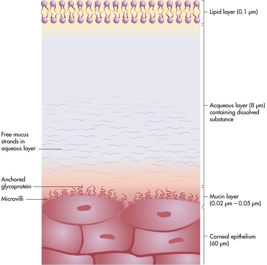 The Precorneal Tear Film the-precorneal-tear-film
